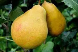 Tsarin hunturu na pears