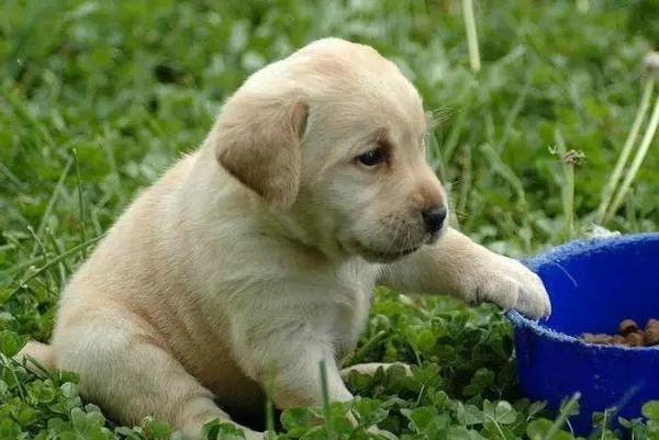 Labrador nə qidalandırmaq üçün?