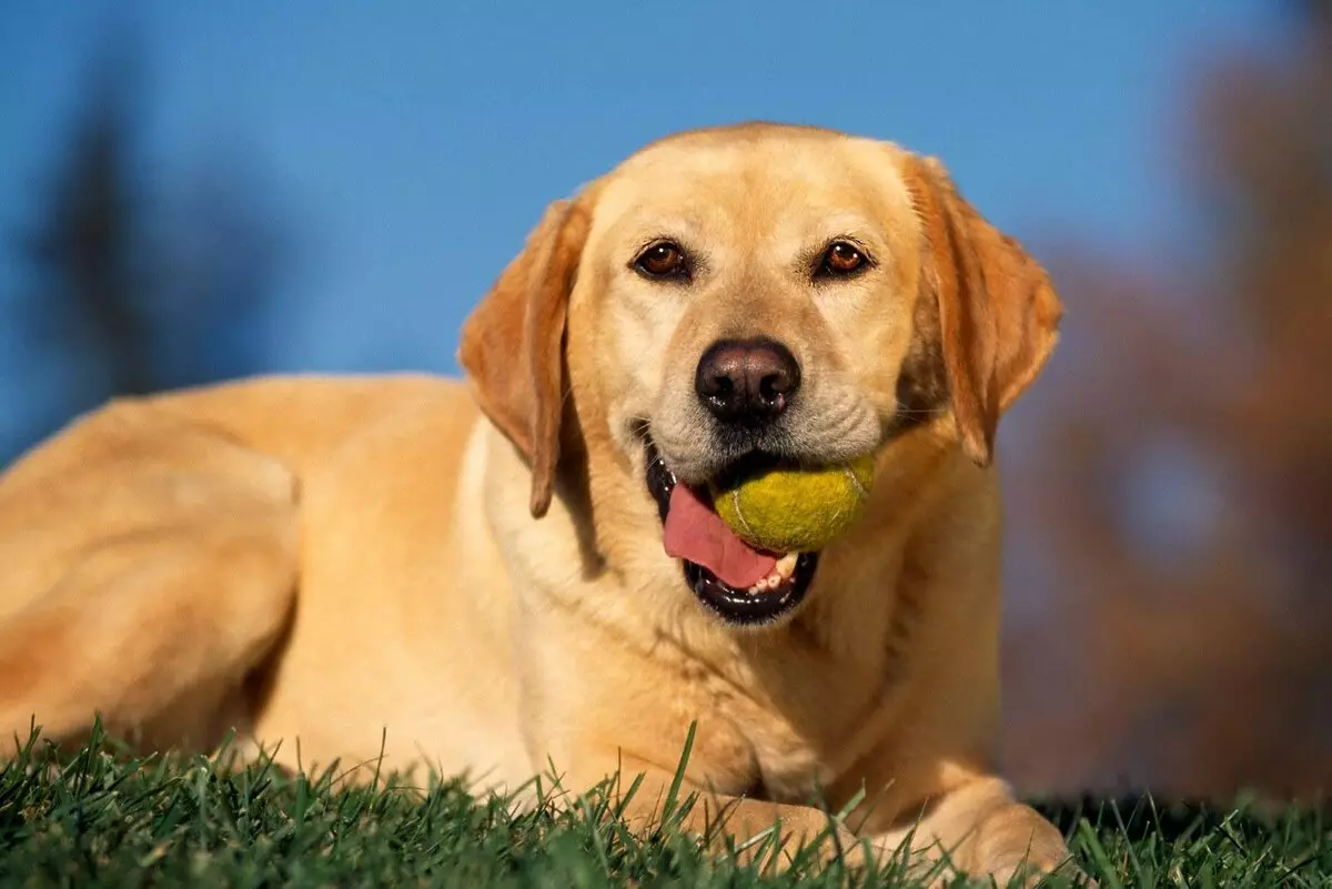 Labrador üçün Qulluq