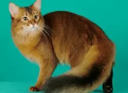 Gato somalí