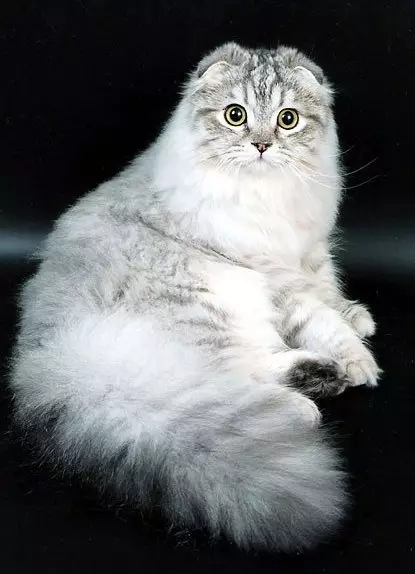 Scottish Fold