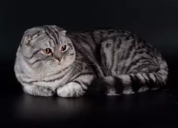 ბრიტანეთის Fold Cat Striped Tabby