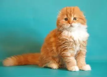 ბრიტანული Fold Cat წითელი ფერი