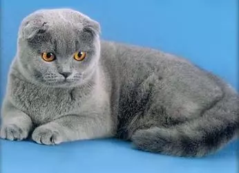 British fold cat blue.