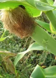 Jagung menyerang sifat perubatan