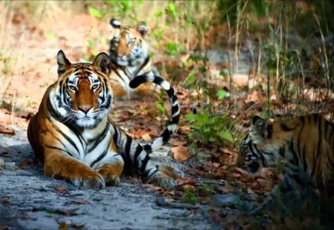 Bengal Ig tiger