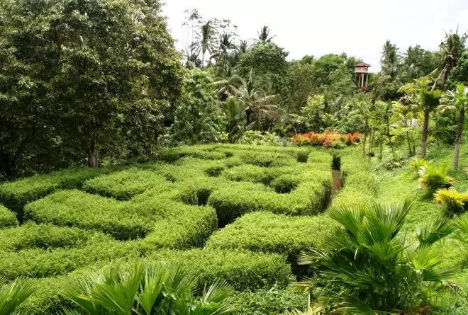 Kopshti botanik ubud.