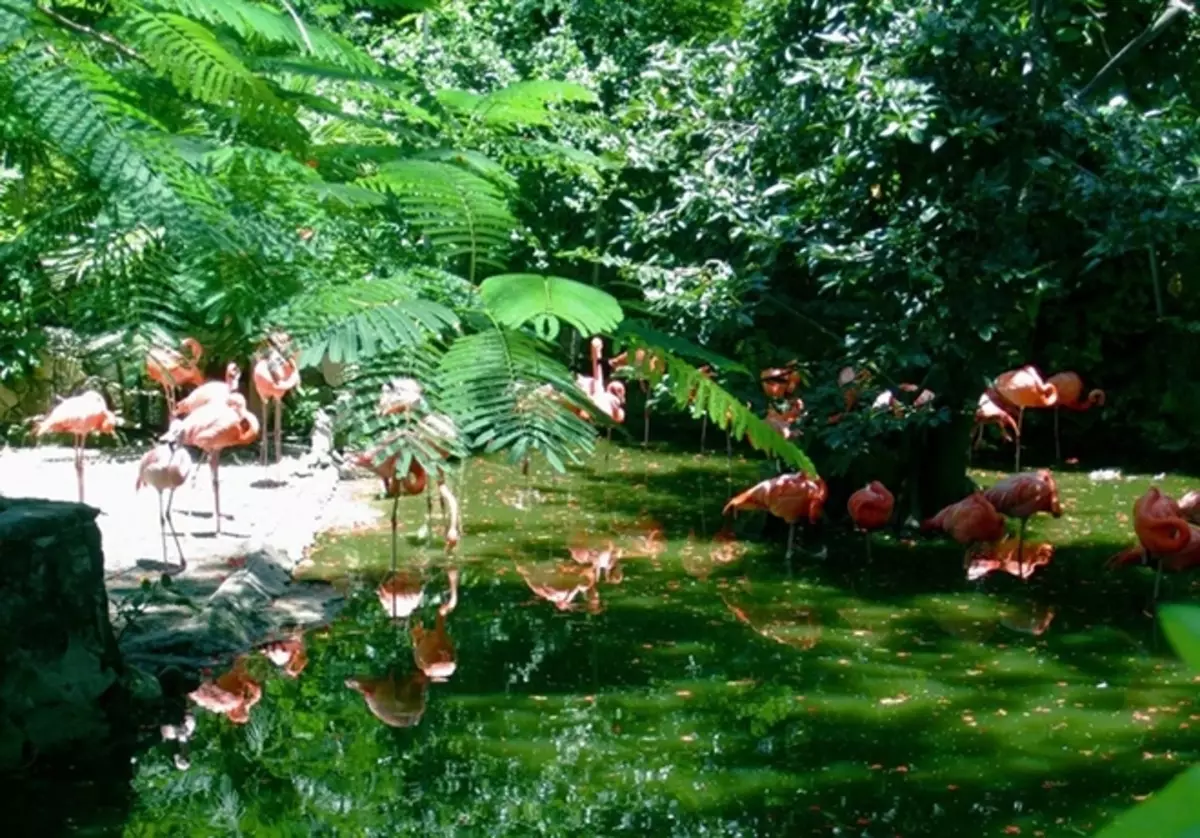 Колони фламинго