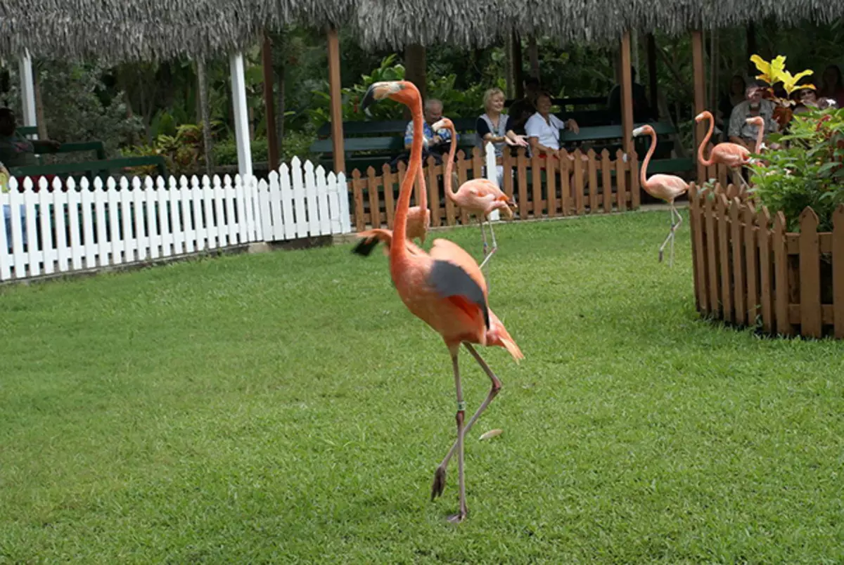 Flamingo naast mensen