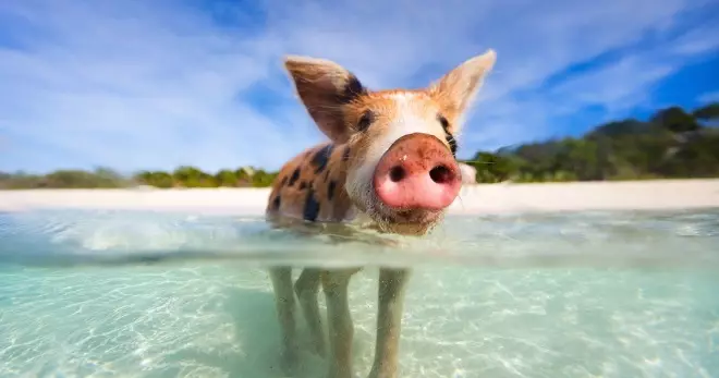 Pigs Island sa Bahamas.