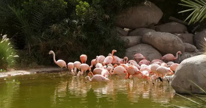 アラブ首長国連邦の動物園。