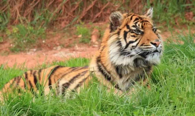 Tiger in Dubai Zoo