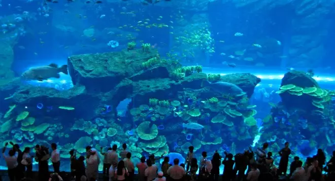 Dubai Mall Aquarium.