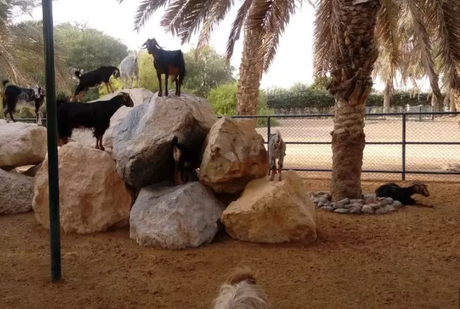 Zoo Sharjah