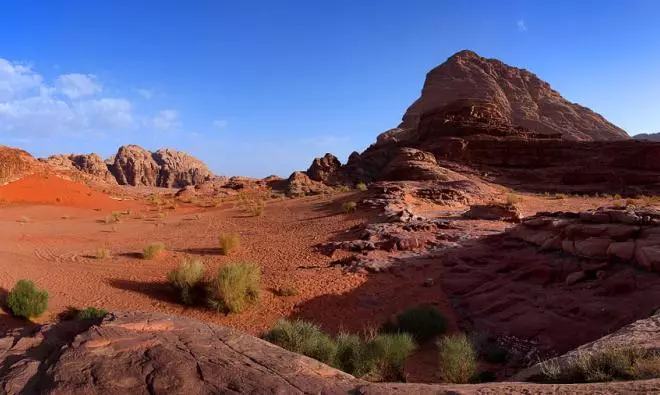 Vegetação do deserto