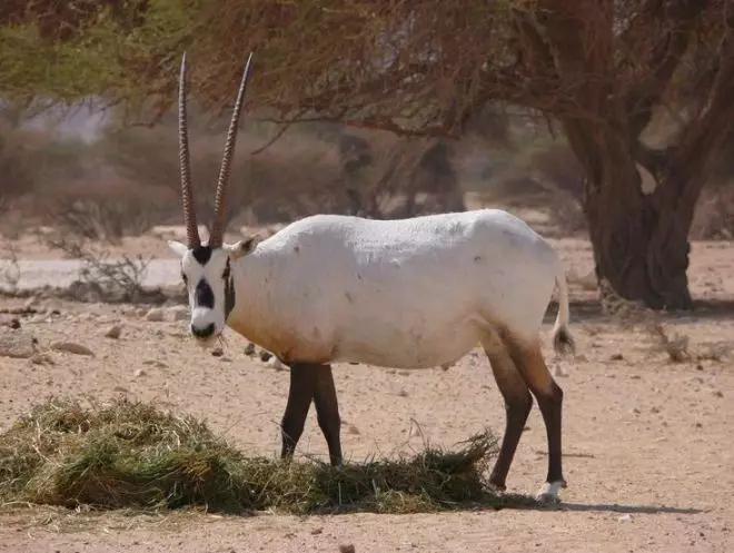 Animais selvagens em Jordânia