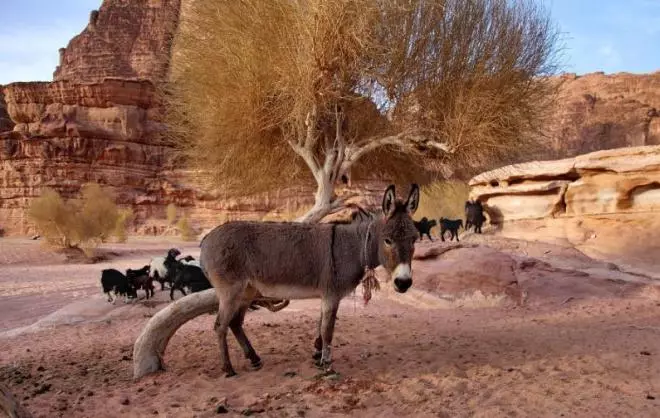 Fagafao bedouin