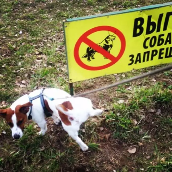 Le chien a violé