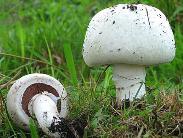 Com créixer els champignons?