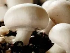 Cara menumbuhkan Champignons di ruang bawah tanah