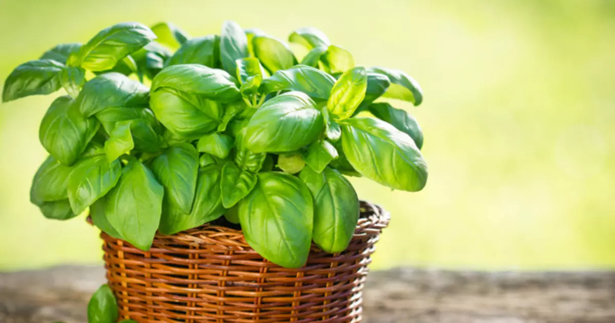 Basil - vokser fra frø på vinduskarmen, i den åpne jorda