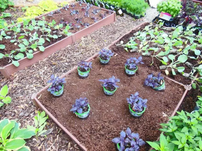 Basil - Kukura kubva kumbeu paWindowsill, muvhu rakavhurika 125488_3