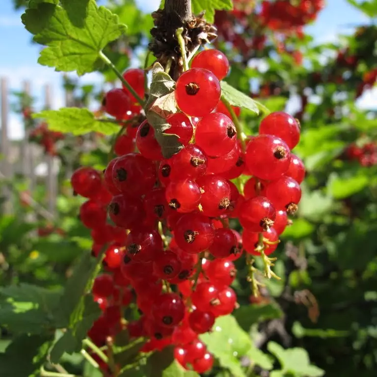 Currant ສີແດງ - ຜົນປະໂຫຍດແລະຄວາມເສຍຫາຍ