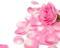 Rose Petals Application.