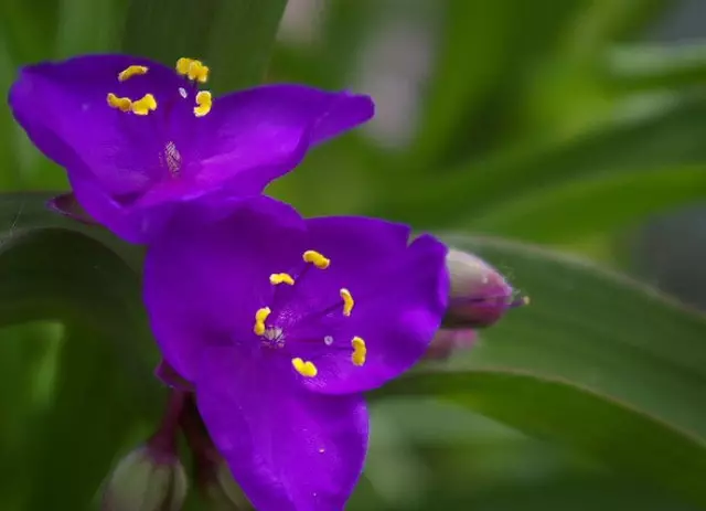 Garden Garden - Soo degidda iyo Daryeelka