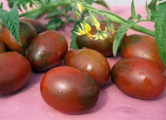 Varieti ambang tinggi tomato untuk rumah hijau