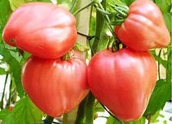 Tomates determinantes para invernaderos.