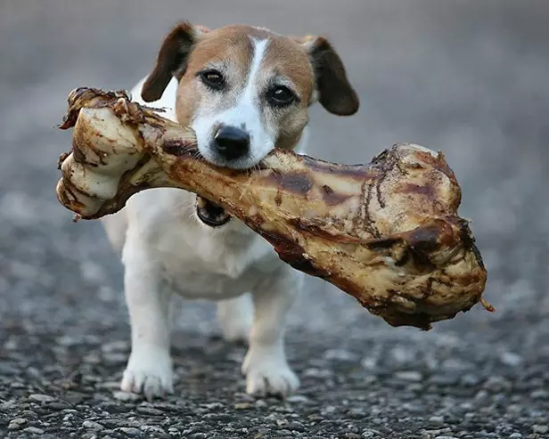 Vergiftiging bij honden