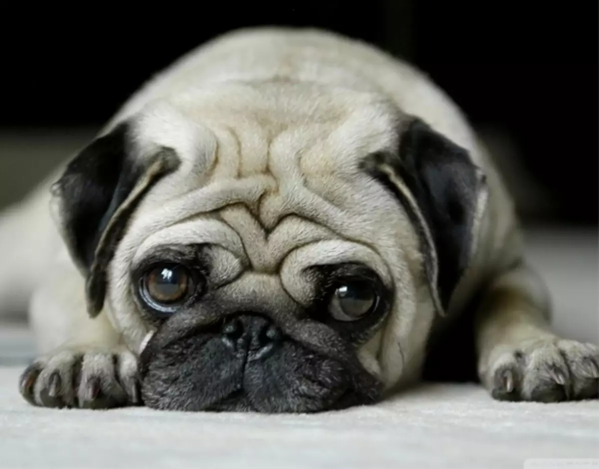 Dog Pug