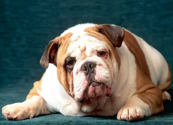 English Bulldog - хусусияти