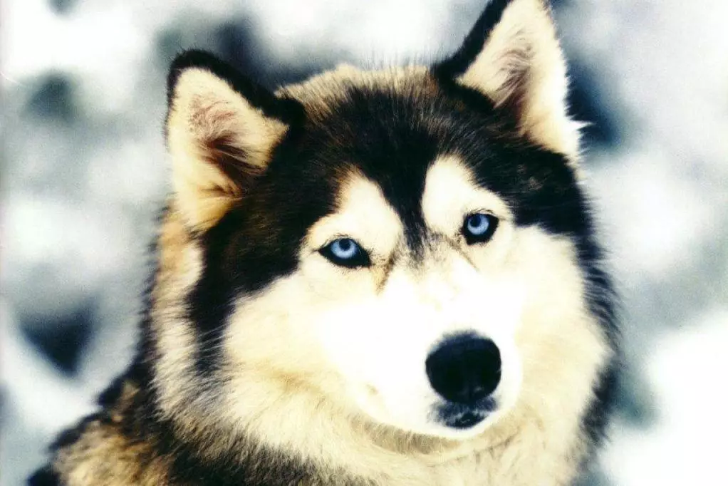 Саг husky