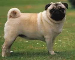 Pug diwasa.