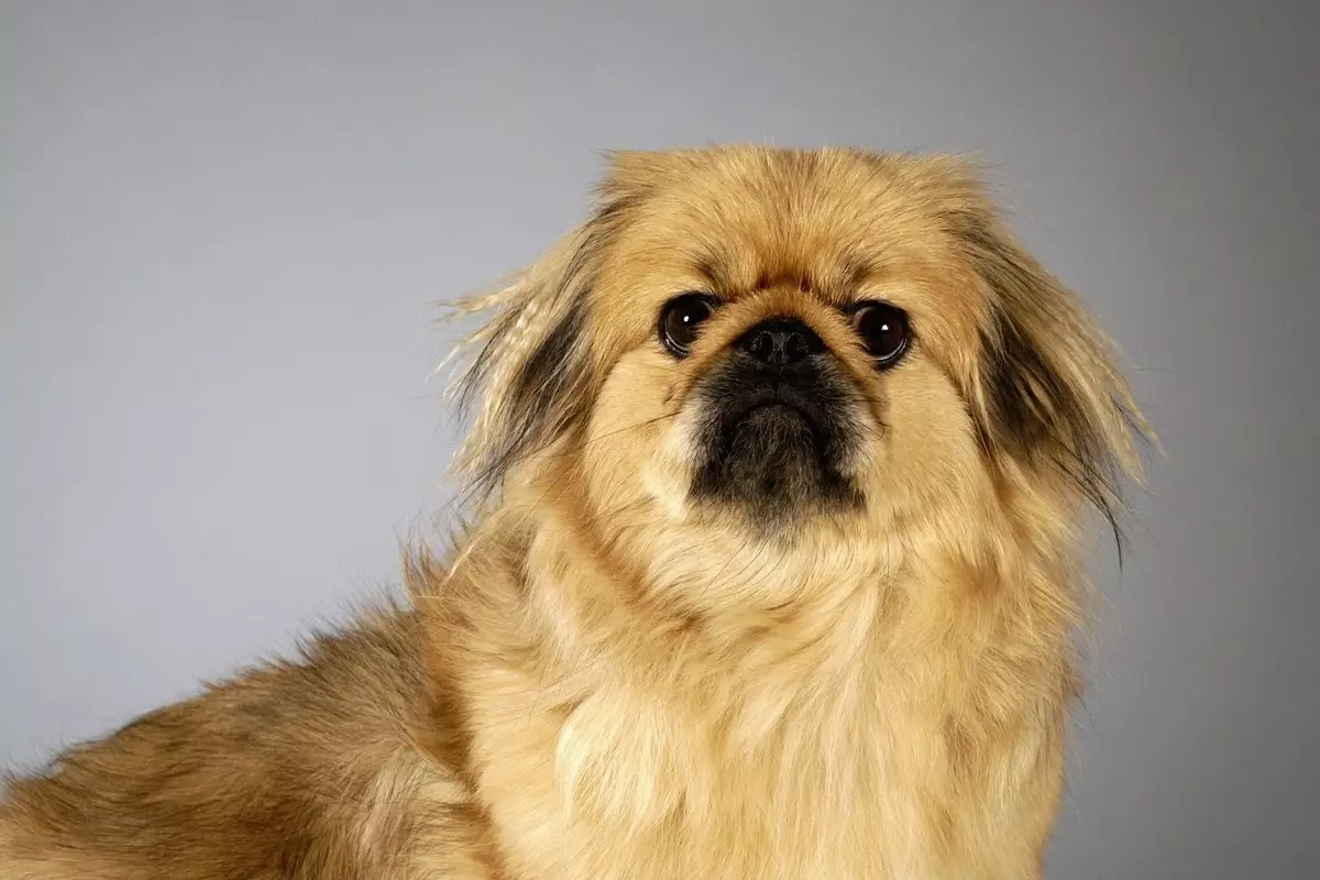 Pekingese: fikarakarana