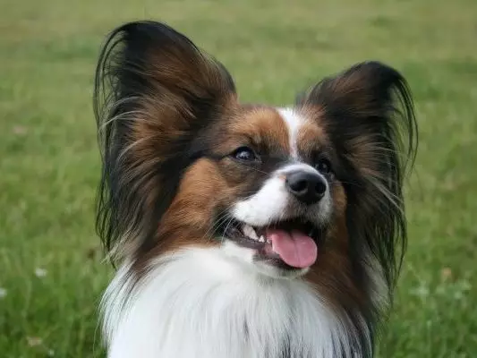 Hund papillon