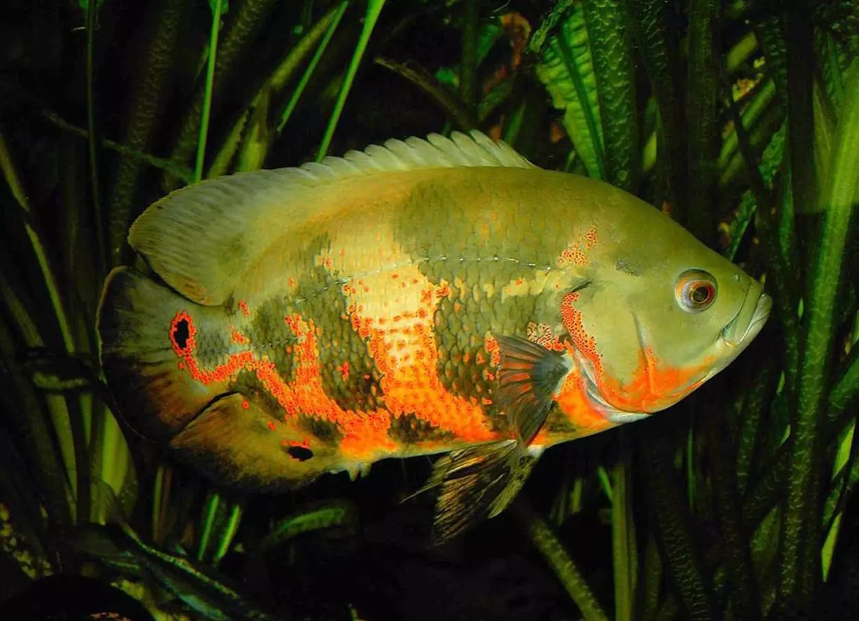 Astronotus - เนื้อหา