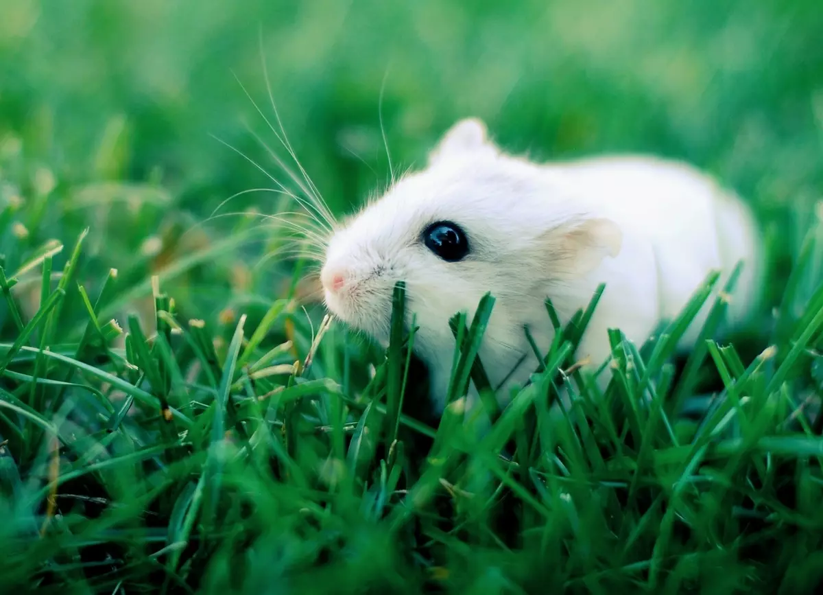 Quina és l'herba que pots donar hamsters?