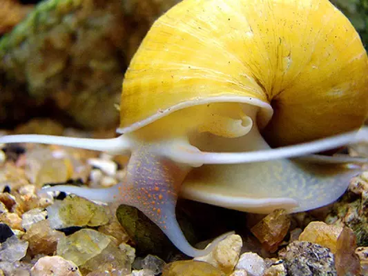 Aquarium snails: views.