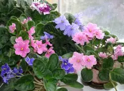 Violets sa bahay