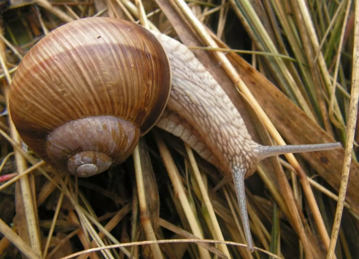 Grape snail at home