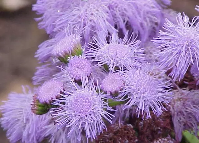 Ageratum - přistání a péče