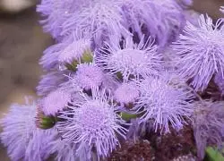 Ageratum přistání a péče