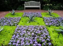 Cuidado de ageratum.