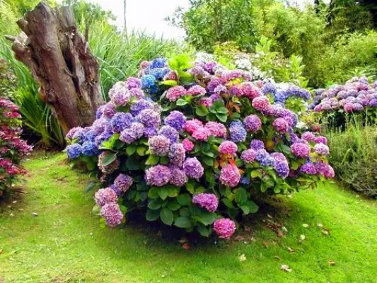 Hydrangea கார்டன் - லேண்டிங் மற்றும் பாதுகாப்பு