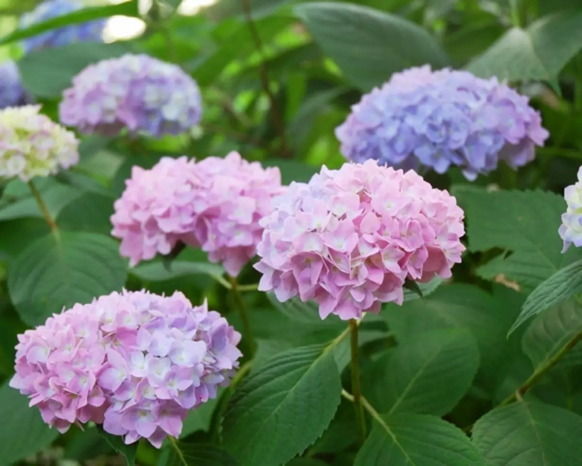 ஹவுஸ் Hydrangea.