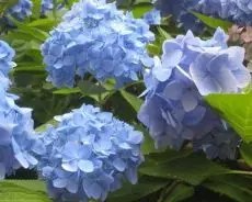 Etu esi akwadebe maka hydrangea oyi