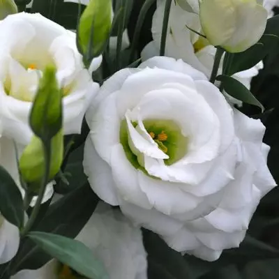 Eustoma - விதைகள் இருந்து வளரும்